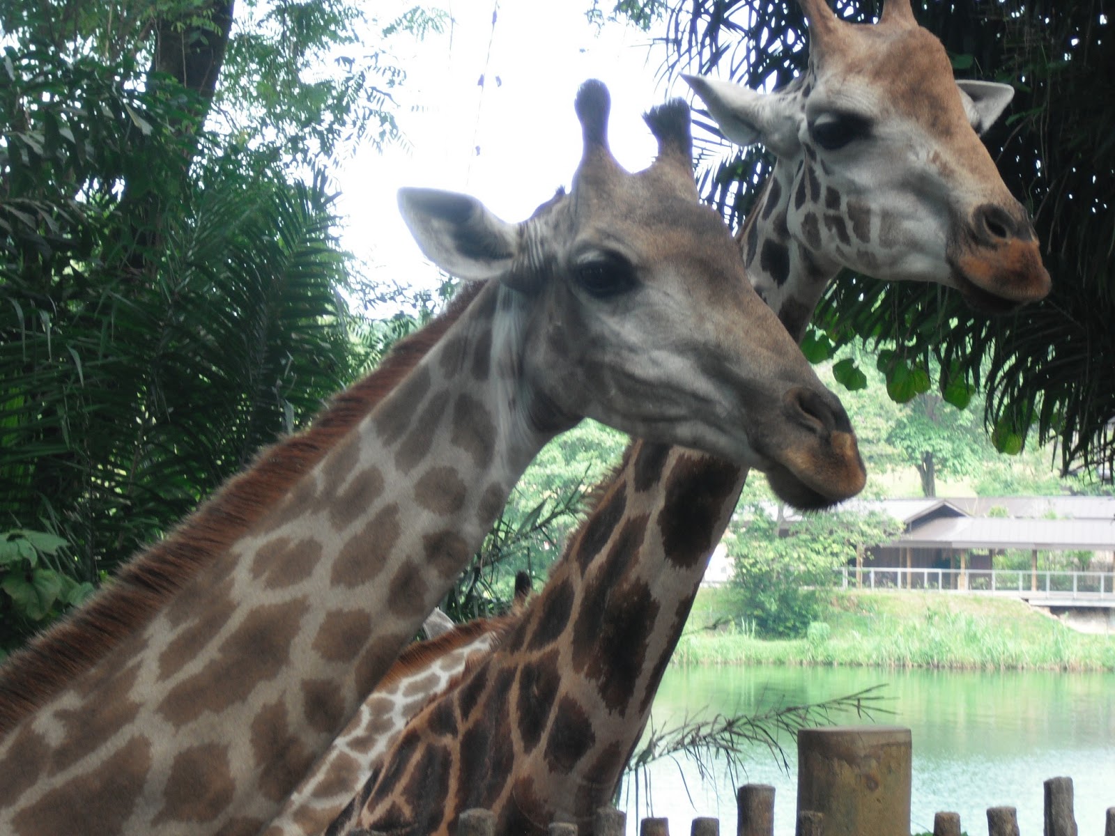 Pennypacker: Giraffe slobber, monkey dung