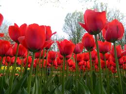 GAMBAR BUNGA: BUNGA TULIP