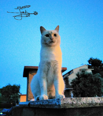 FOTOGRAFIANDO: Gato Posando