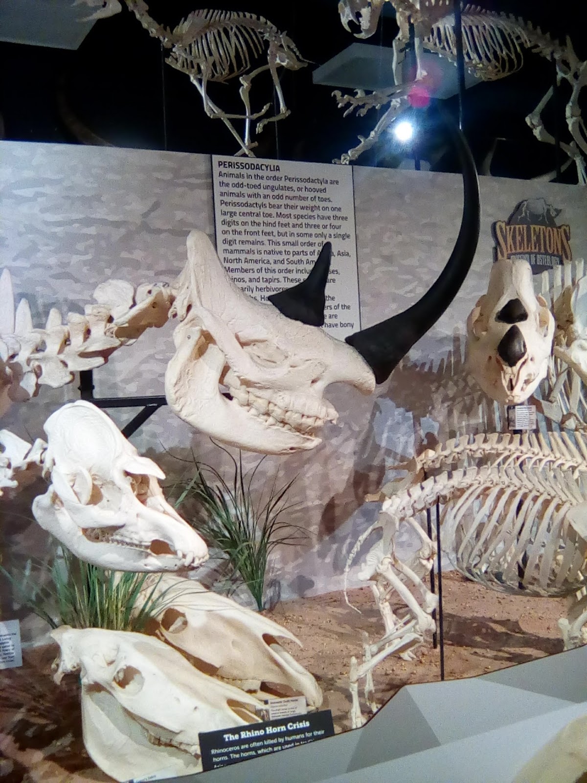 Ben's Journal: Good to the Bone: Orlando's Museum of Osteology