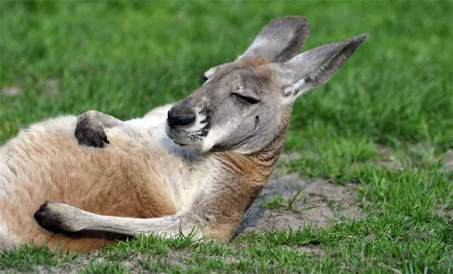 21 Fakta Kanguru yang Menakjubkan - MITOS DUNIA