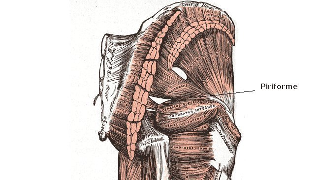 Ginastica e Fitness, musculação, alimentação e saude: Anatomy: Por que ...