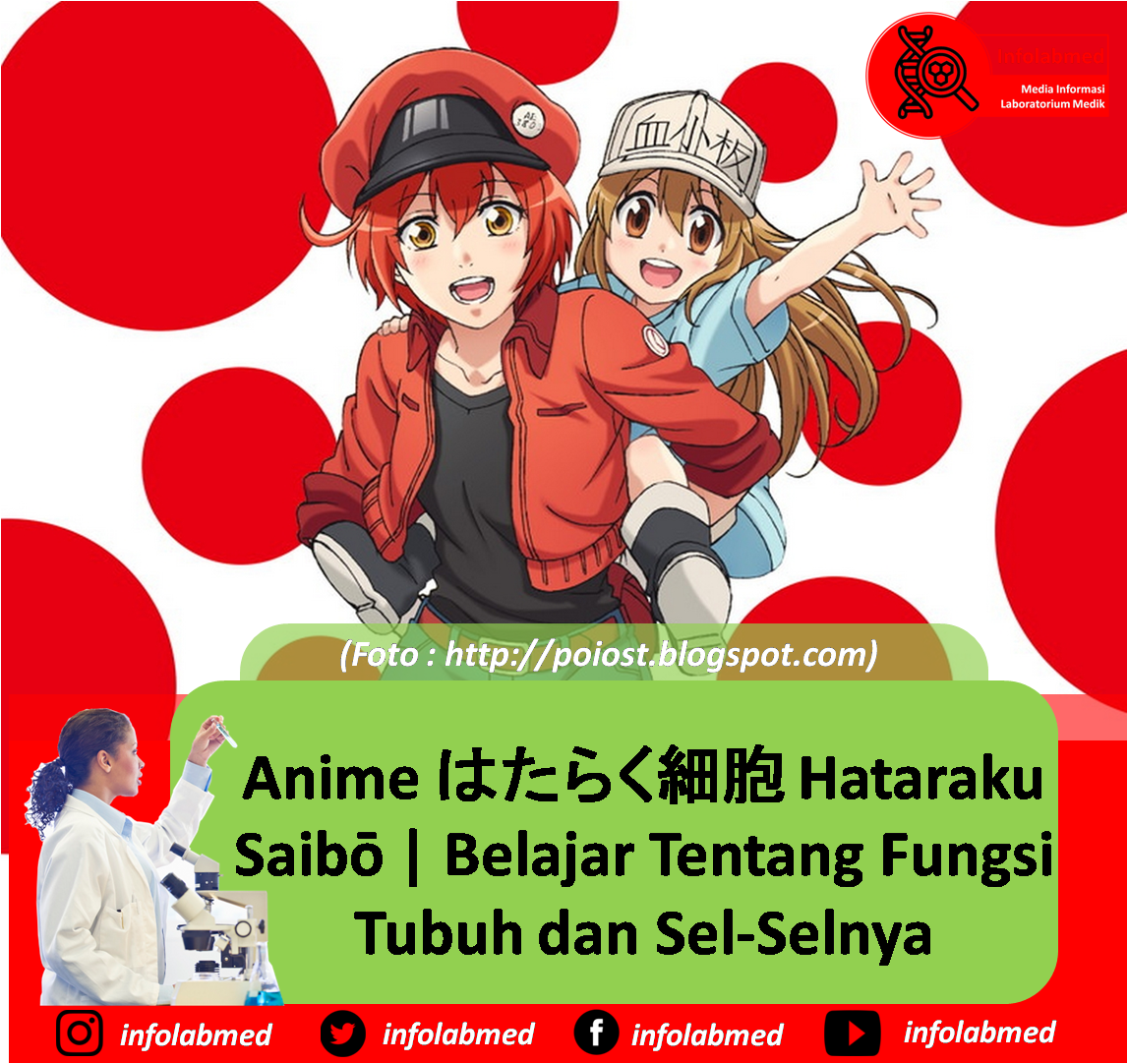 Anime はたらく細胞 Hataraku Saibō | Belajar Tentang Fungsi Tubuh dan Sel-Selnya
