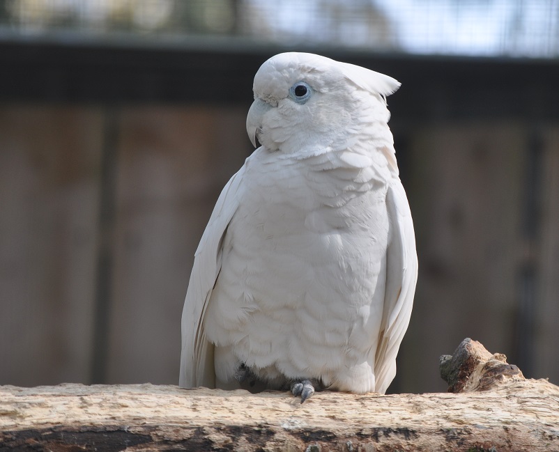 ZOOTOGRAFIANDO (6.057 ANIMALS): CACATÚA DE LAS SALOMÓN / SOLOMONS ...