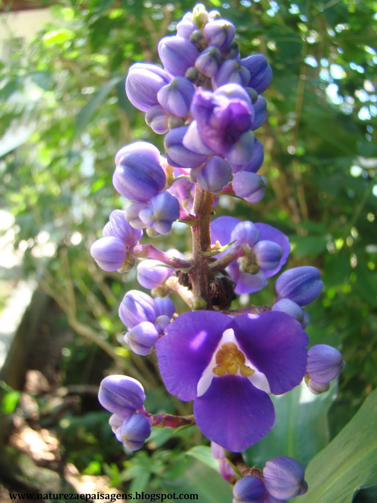 Natureza e Paisagens: CANA-DO-BREJO