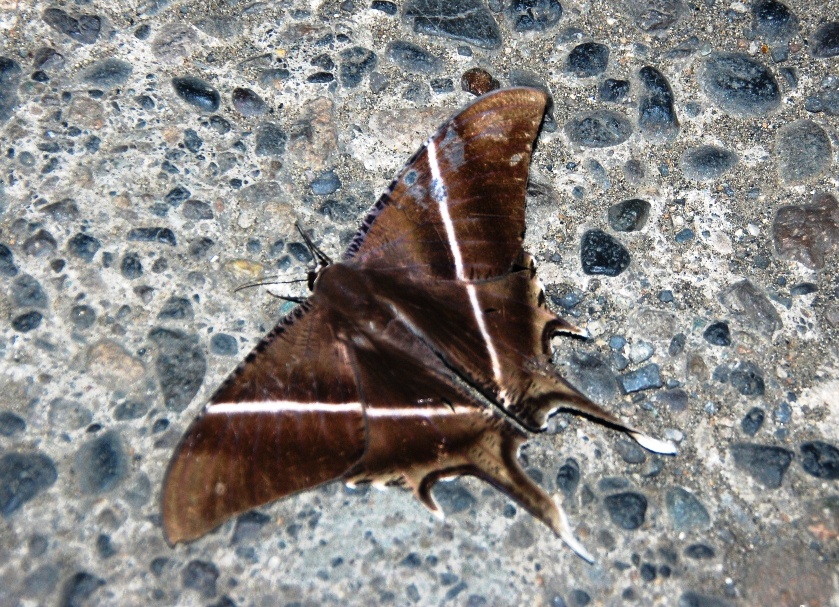 OUR PHILIPPINE TREES: Like Giant Moths to a Flame