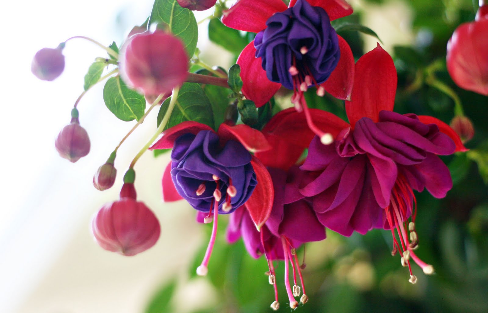 pass the pineapple: alice in wonderland plant