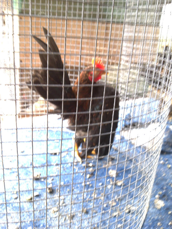 Lawi Emas Ayam Serama Farm (LEASF): Naga Hitam Mula Datang Perangai