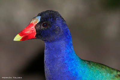 Aves Bonaerenses: Pollona azul (Porphyrio martinicus)