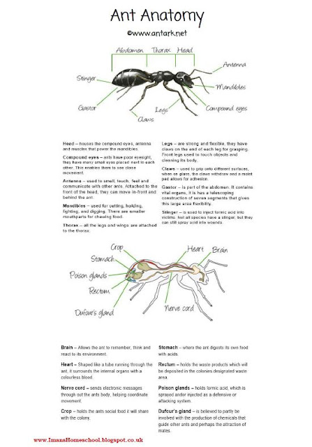 Iman's Home-School: Ant Activity Pack