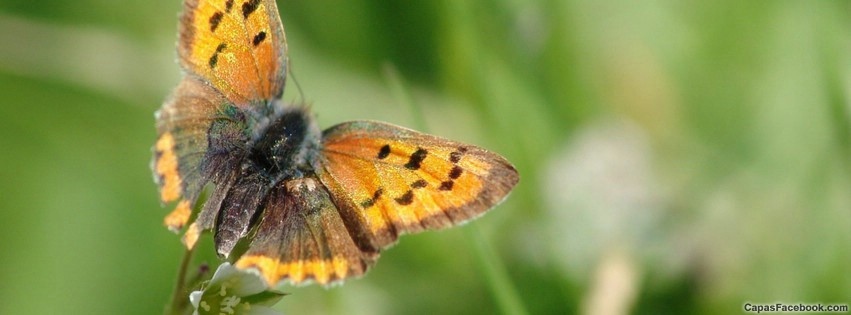 20 Buenas Portadas de Insectos - Portadas Facebook (XXXI) - Funeek ...