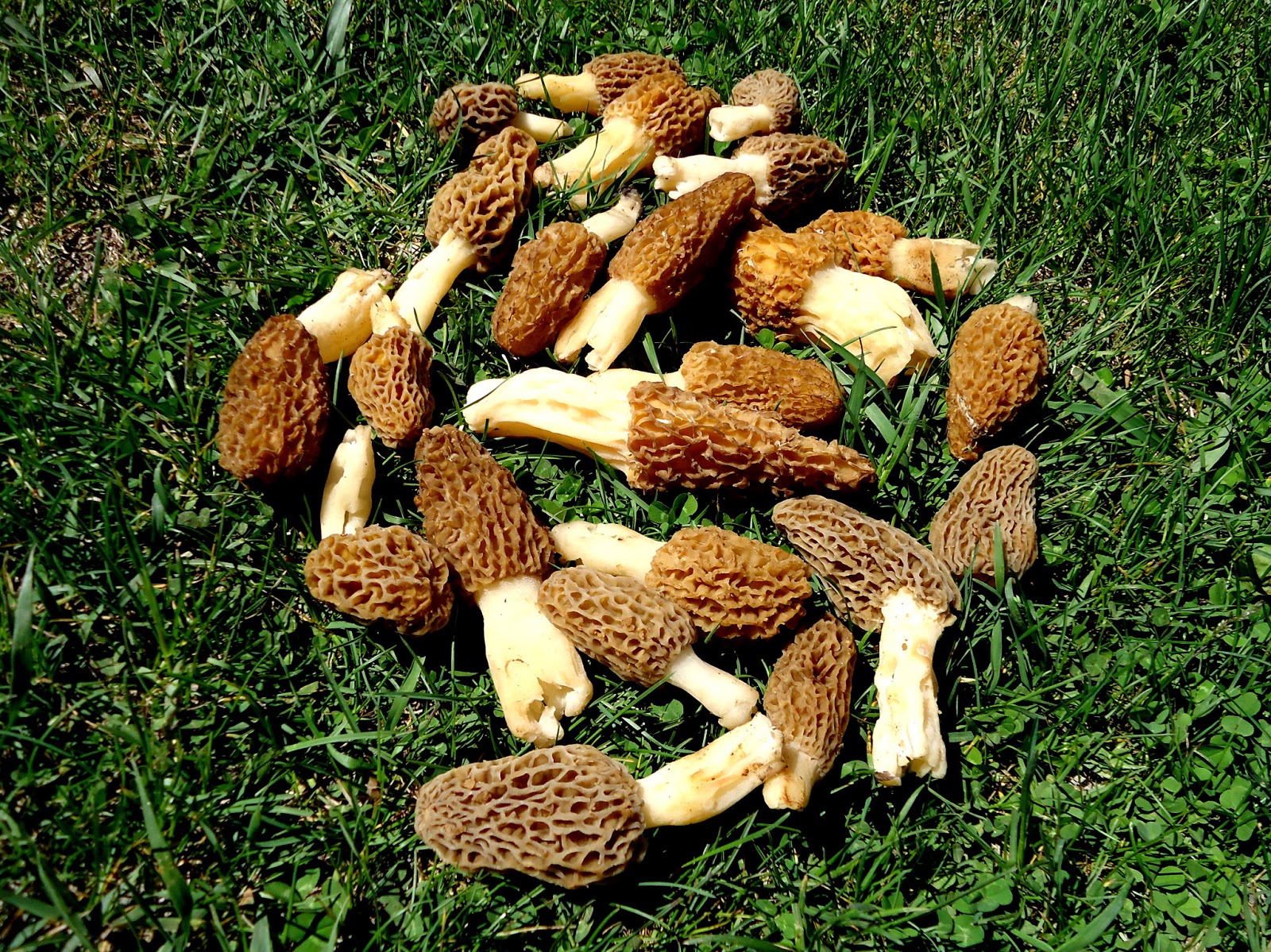 KareWares: Spring mushrooms