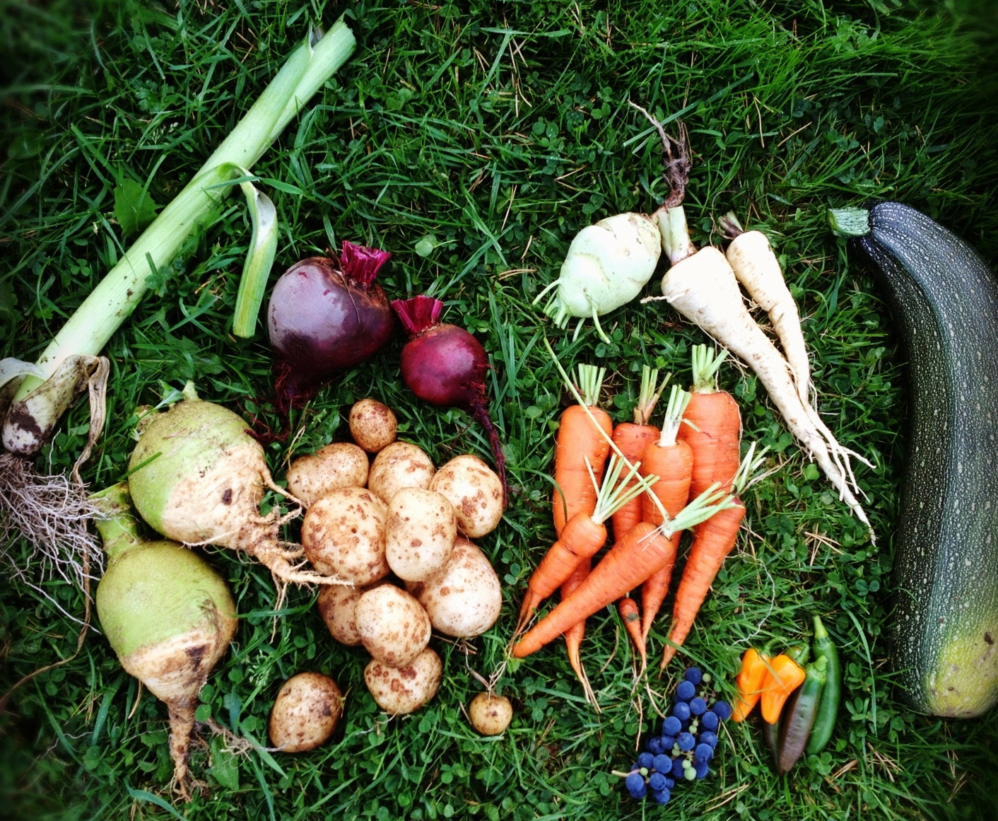 >> prralin: Vad ska jag göra med alla rotfrukter?