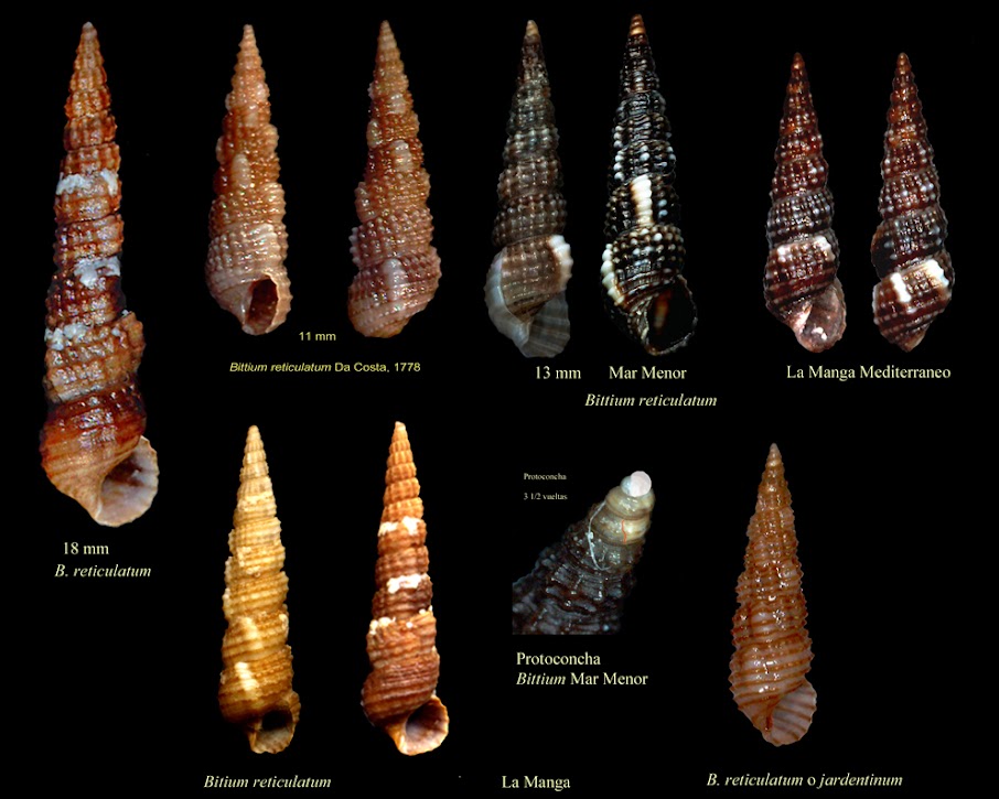 MALACOLOGÍA MEDITERRÁNEA: 2014-05-18