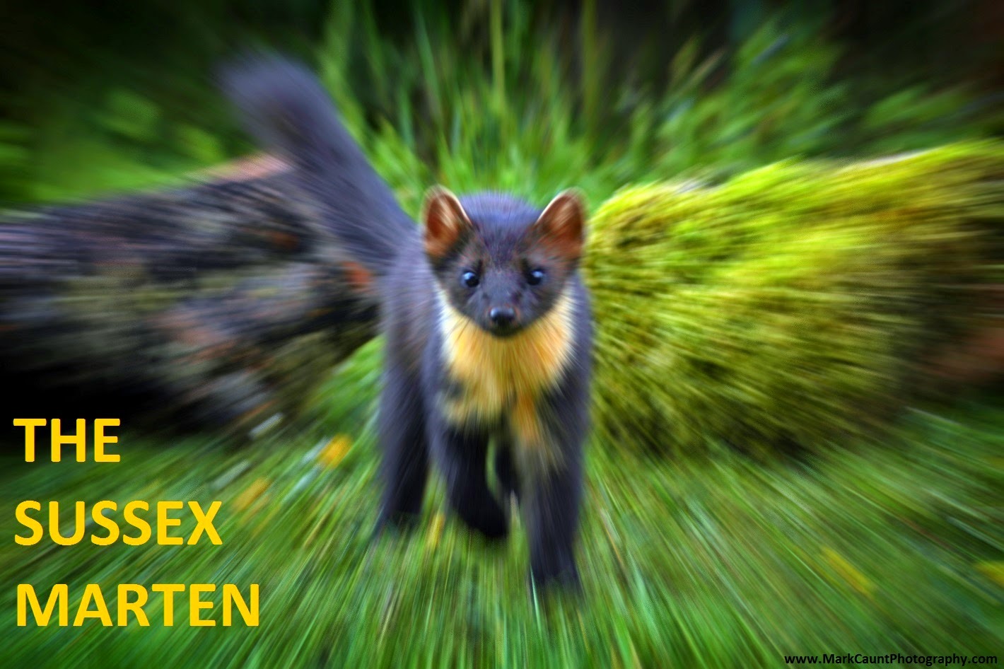 The Sussex Marten: Goshawks 2013