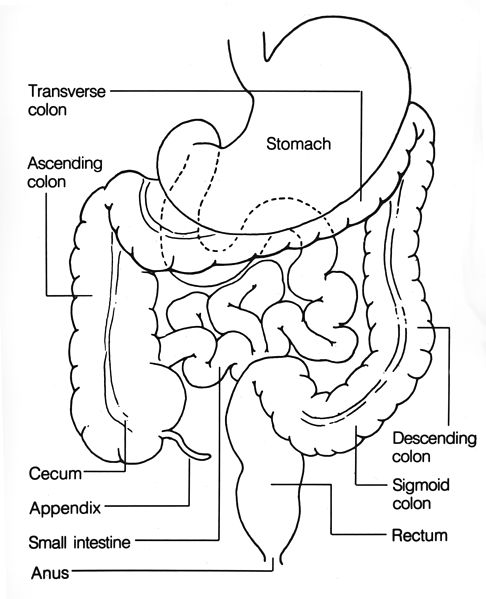 The Plant-Based Pharmacist's Blog: The Anatomy Of A Bowel Movement (And ...