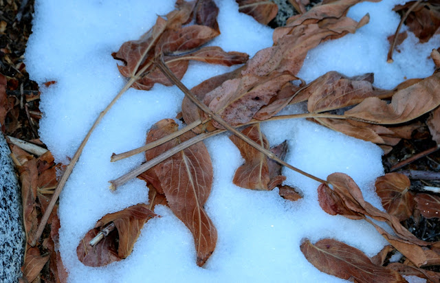 A photo, A thought............: Observation: Snow abstract....
