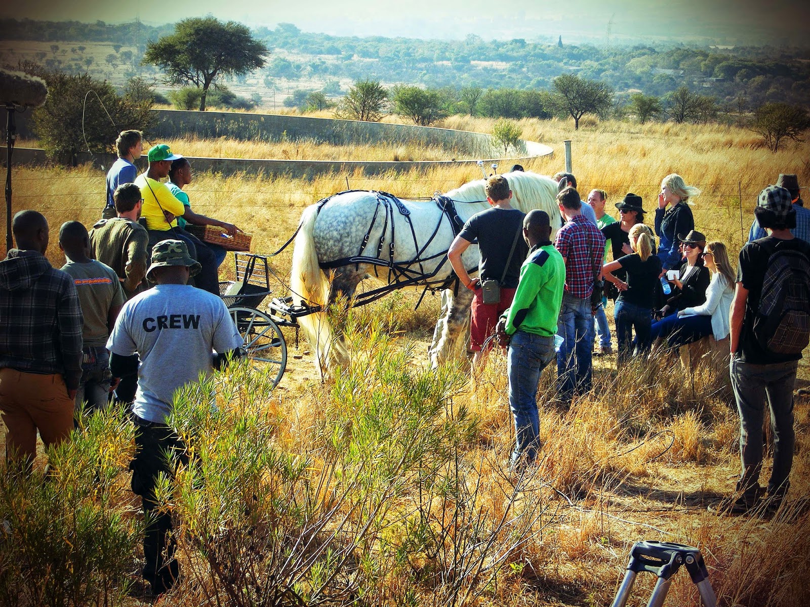 Summerwind Percheron: Sympa de Bellevue's Film Debut ~ Rowwe Diamante