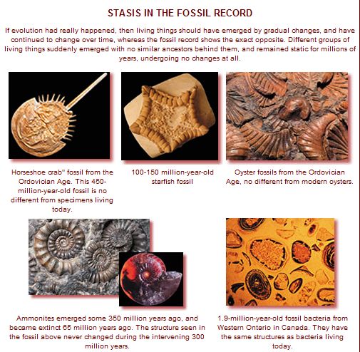 The Fact Of Creation: The Adequacy of the Fossil Record