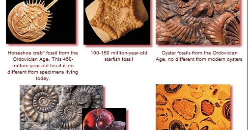 The Fact Of Creation: The Adequacy of the Fossil Record