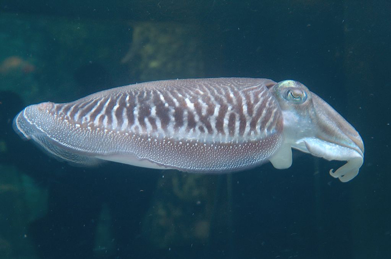 Ribolov Tehnike Mamci i Pribor: Morski Ribolov - Lov na Sipe