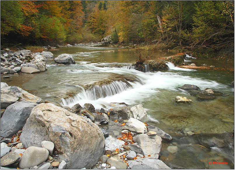 Entre foto y foto...: Selva de Irati.