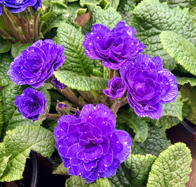 Shoreline Area News: In The Garden Now…. Belarina Double Primrose