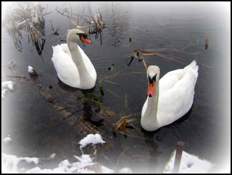 ružičasti dupin: CRVENOKLJUNI LABUD (CYGNUS OLOR)