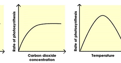 #44 Limiting factors in photosynthesis | Biology Notes for IGCSE 2014