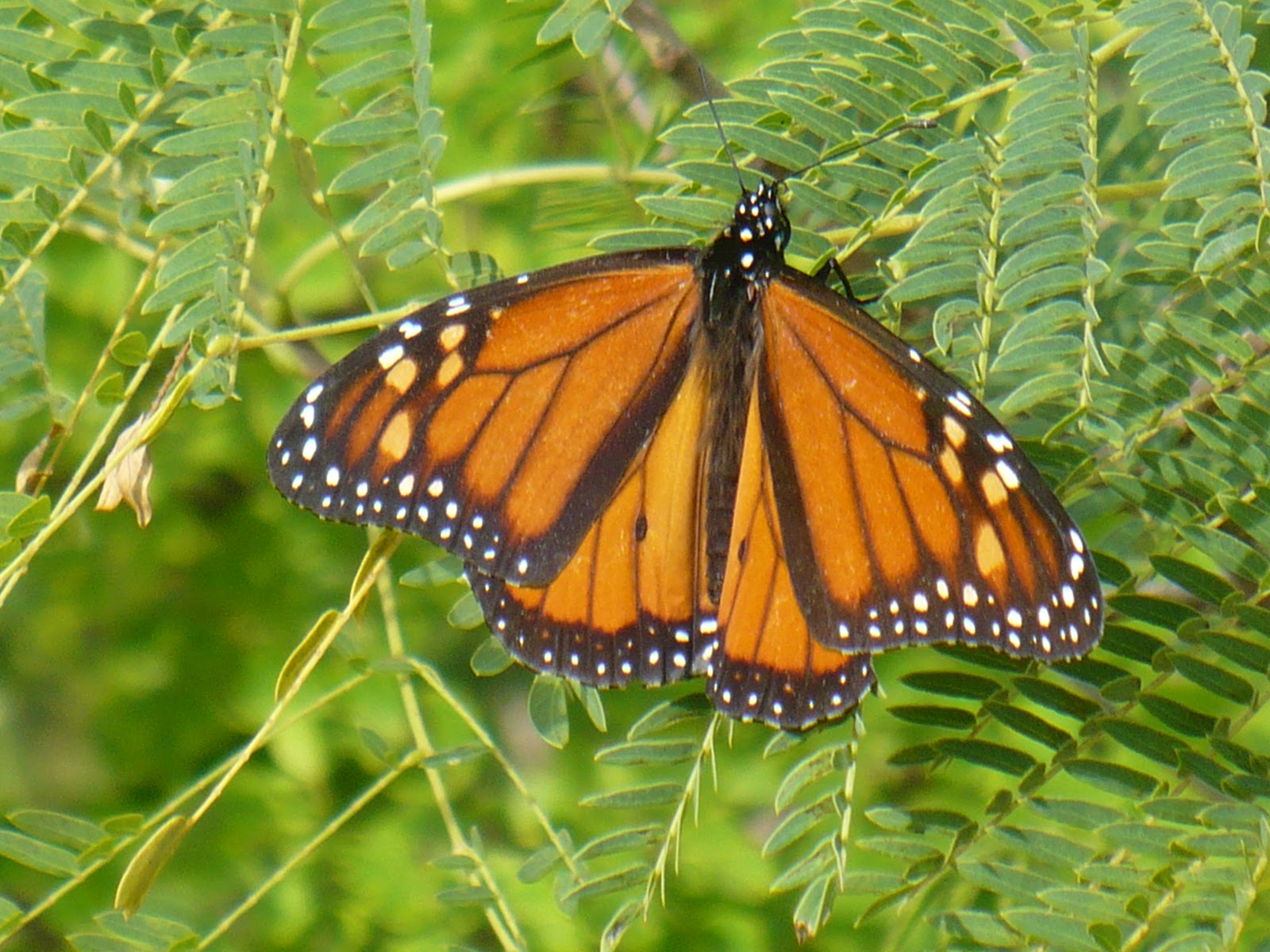 CREATE A WILDLIFE-FRIENDLY YARD: (A-73) MONARCH BUTTERFLIES ON EXUMA ...