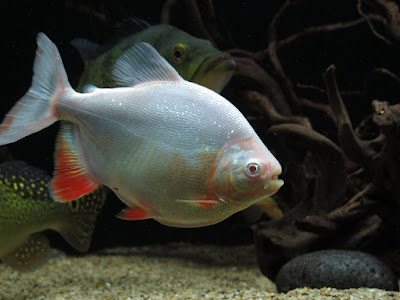 Mania de Aquário: Pacu