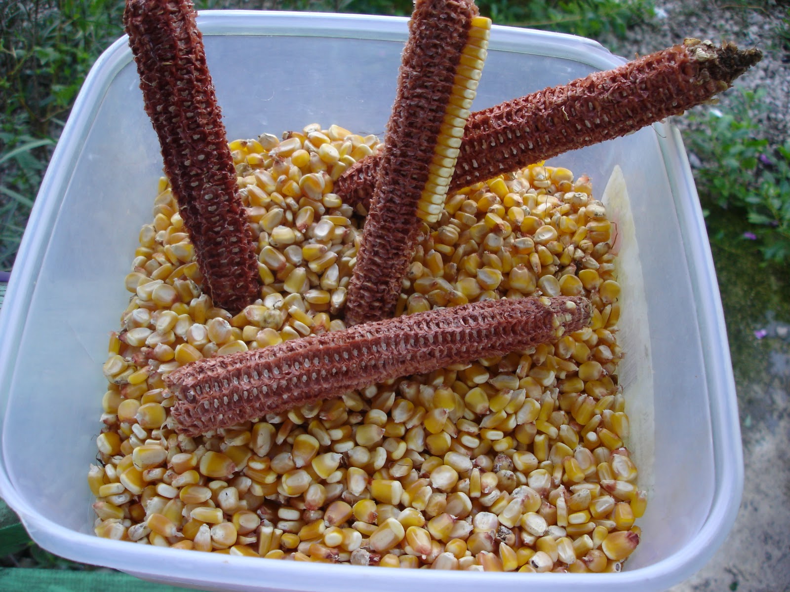 El Mensajero Del Sur: LA TUSA