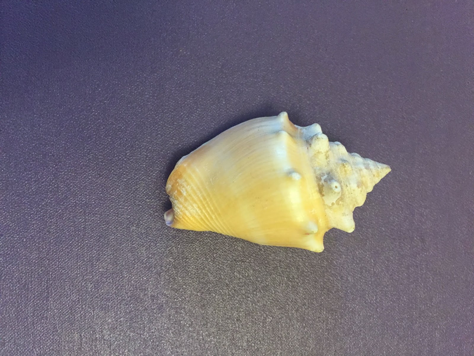Lava of Ocean Dawn: Identification of some Exotic Shells