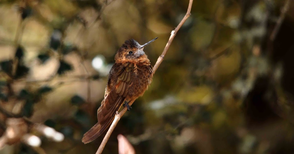 Mis imágenes de aves: FOTOS DEL COLIBRI COBRIZO