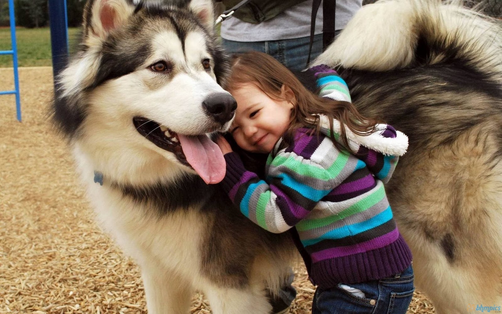 Beautiful Husky And The Little Kid Pictures And Baby Wallpapers ...