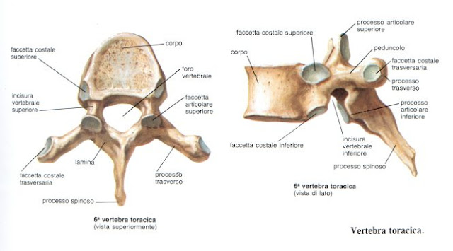 Columna Vertebral: REGIÓN DORSAL