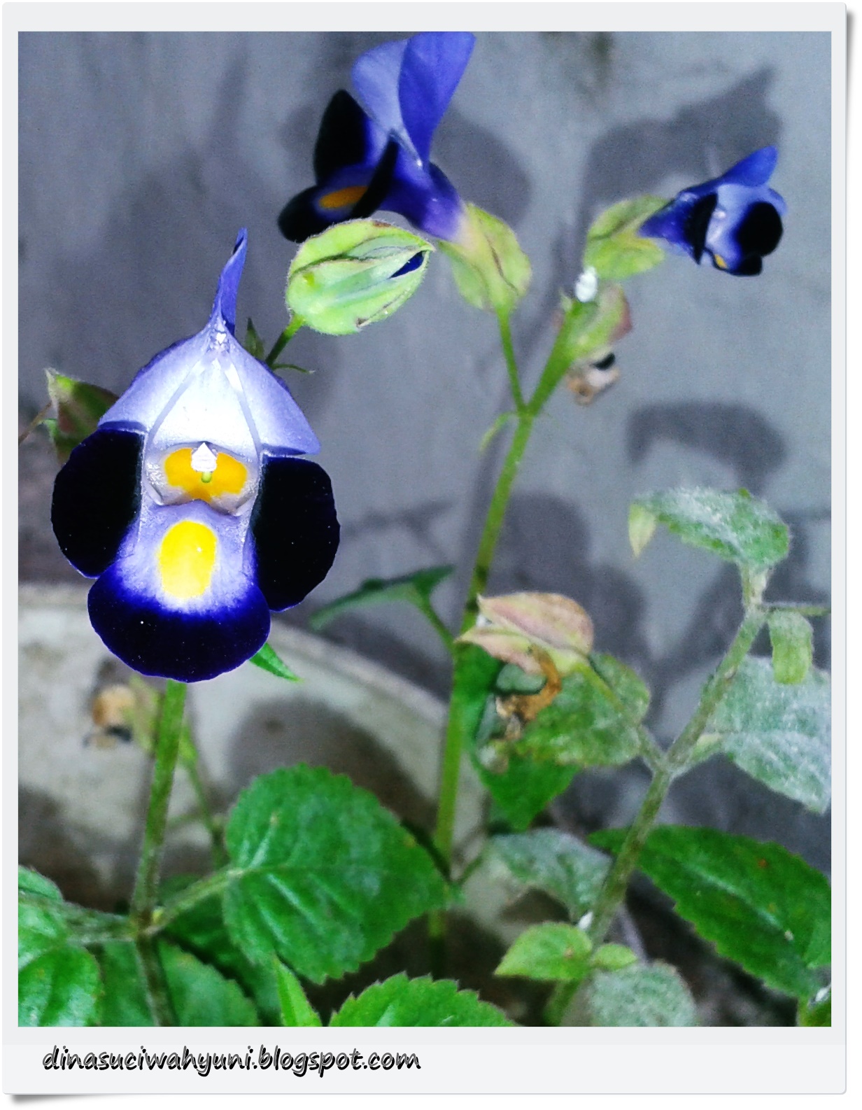 JENIS DAN NAMA - NAMA BUNGA (TANAMAN HIAS " BUNGA CANTIK") | JDSK