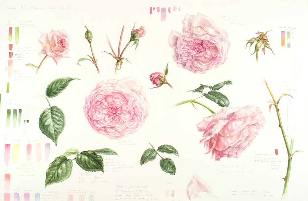 Dianne Sutherland: Everything's Coming up Roses! The First Studies