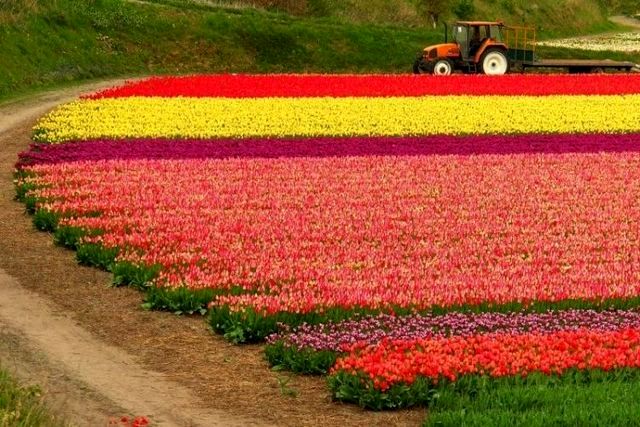 Blog Rilek-Rilek: Betul Betul Ohsem - Ladang Bunga Tulip Di Belanda