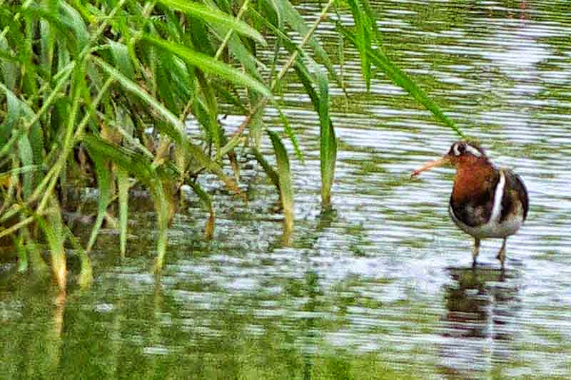 Ryukyu Life: Bird Image: Greater Painted Snipe Female