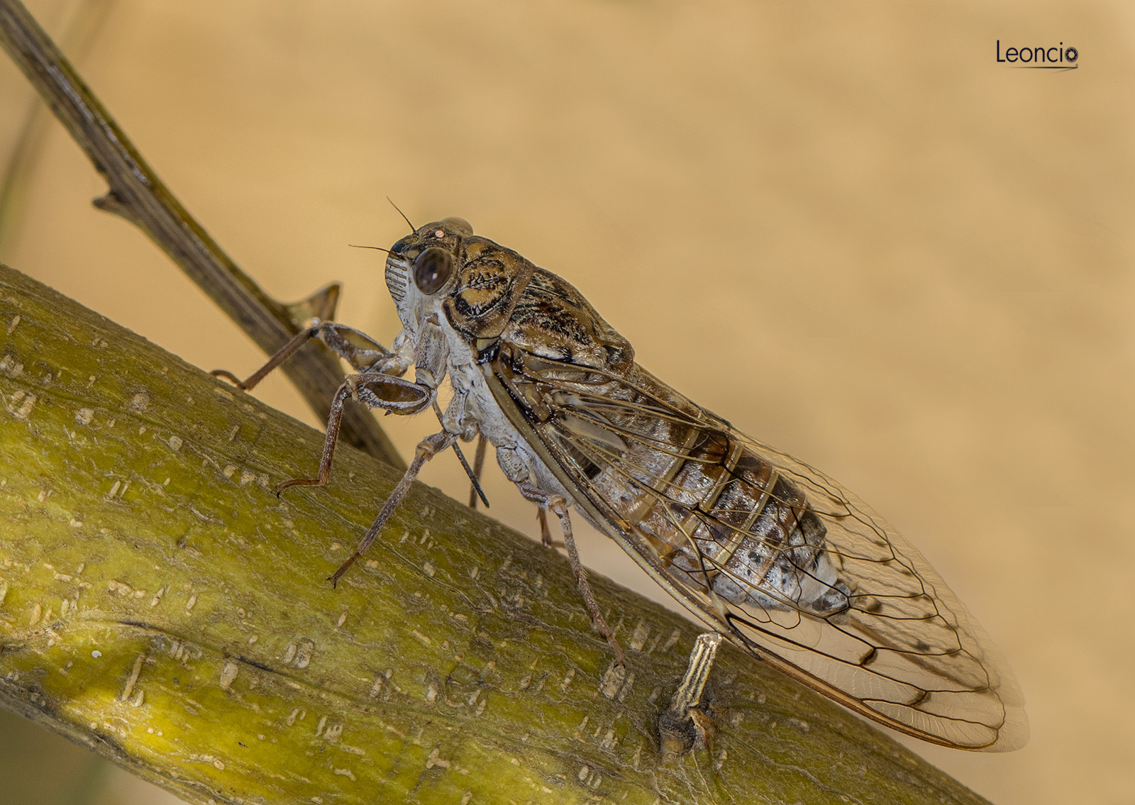 FOTOGRAFÍA Y NATURALEZA EN ANDALUCÍA: MACROFOTOGRAFÍA-CHICHARRA ...