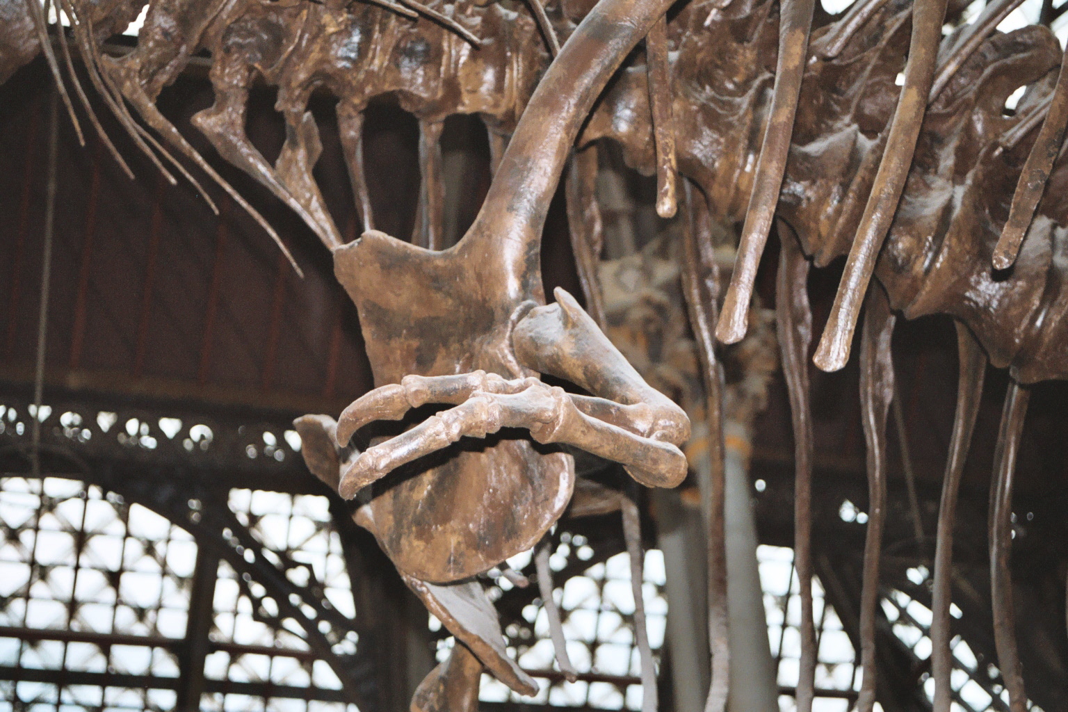 Tyrannosaurid Forelimbs - Why, What or Something Else? | Science and ...