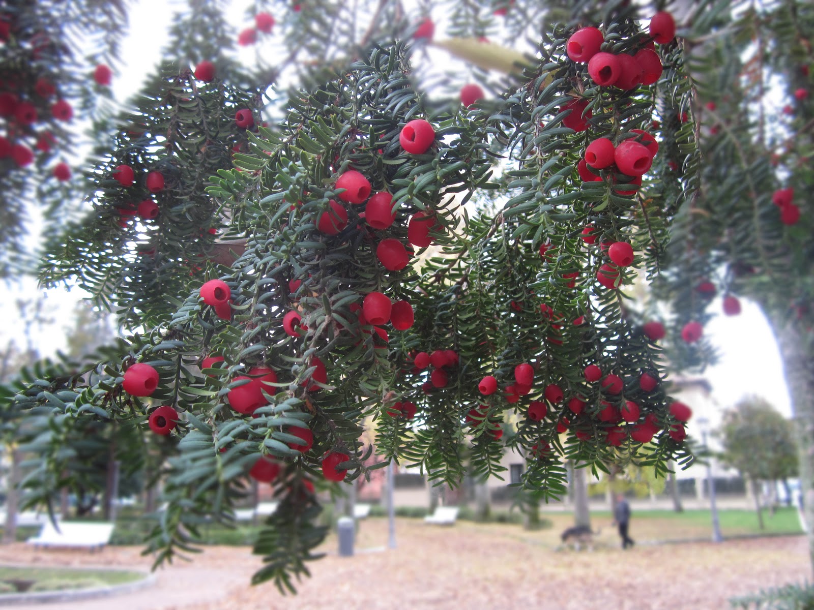 elarbolmiamigo-encinarosa: Taxus baccata / Tejo común / Tejo / Tejón / Taxo