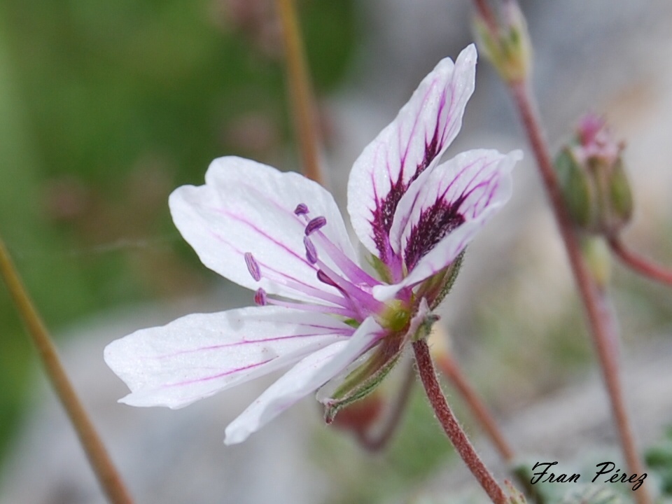Flora de la Península Ibérica: Erodium cazorlanum (Fam. Geraniaceae ...