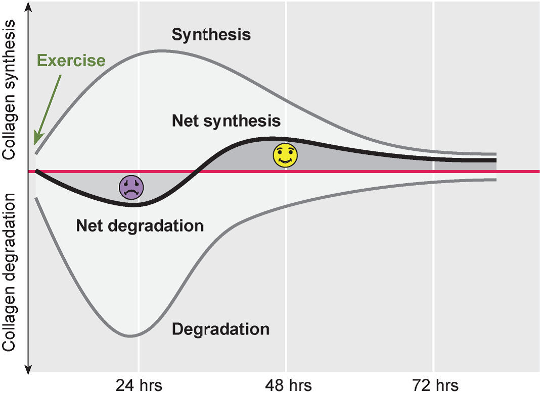 The Fascia Therapy Blog: Connective Tissue: Extracellular Matrix Hydration
