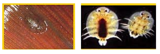 Ringo Aquarium: Cara Mengatasi kutu ikan Mas Koi dan Mas Koki