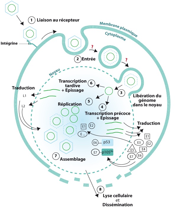 Tpe: Le cycle viral