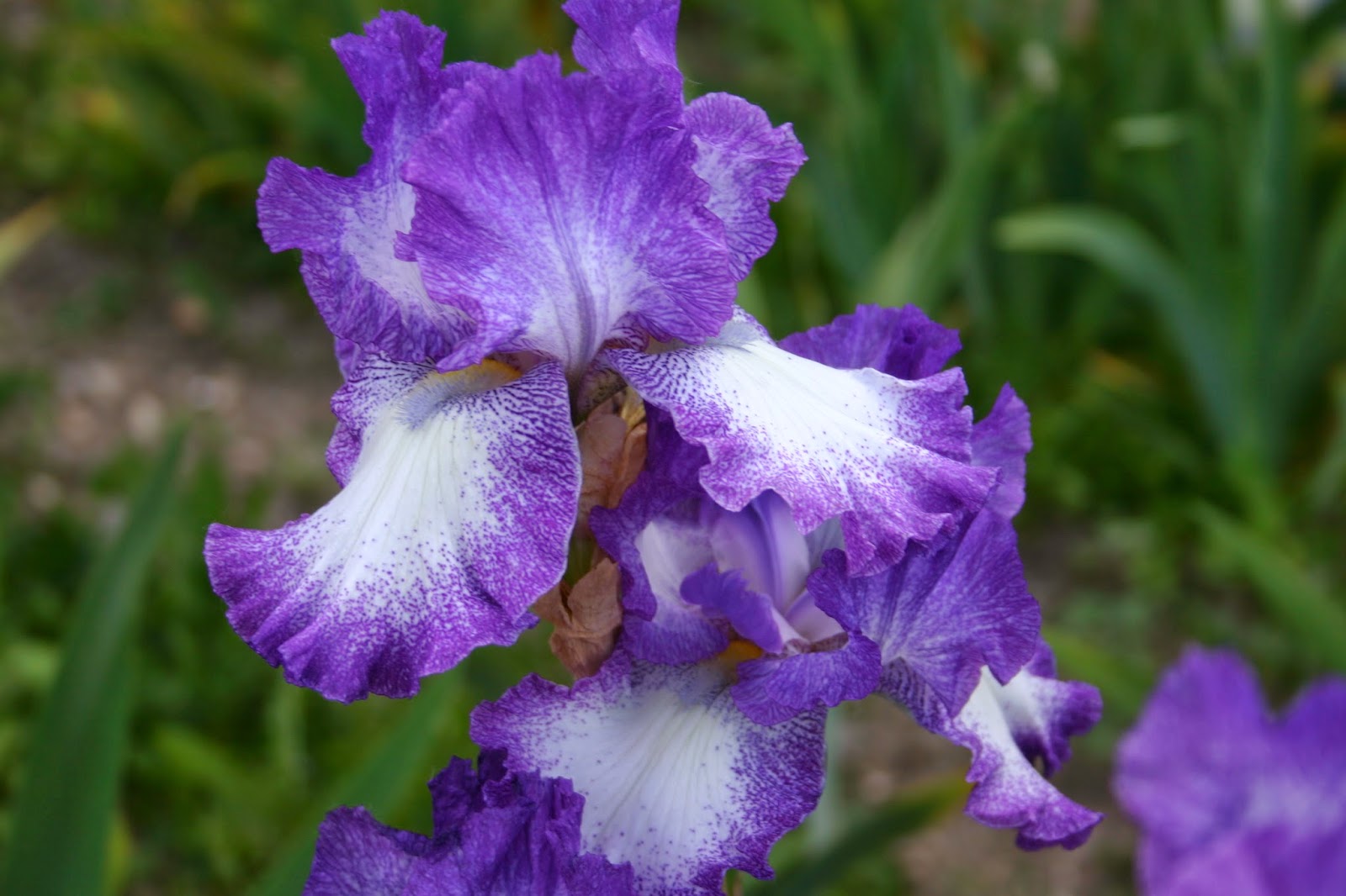 World of Irises: "Talking Irises" PLICATA TALL BEARDED IRISES--an ...
