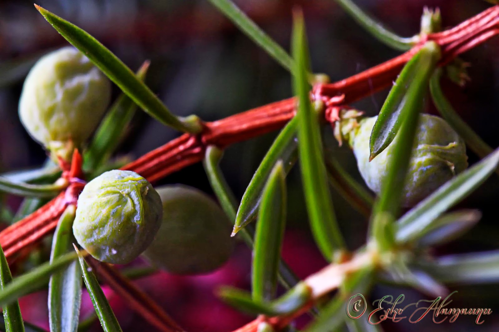 Eko-Kuvia: Kataja ja Kanerva...