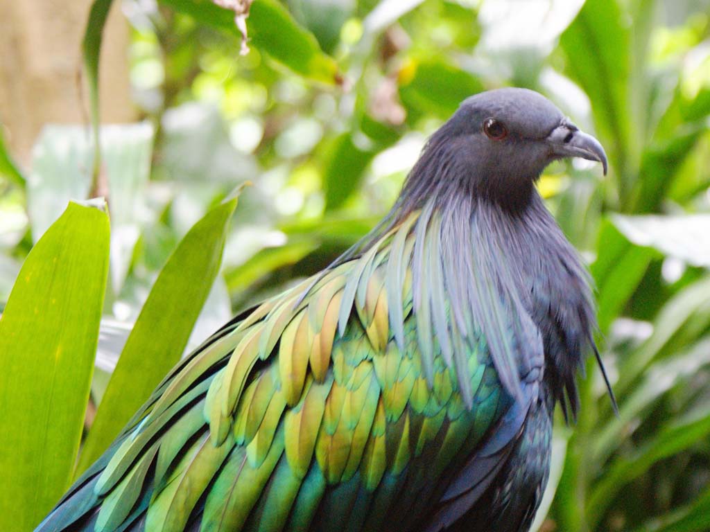 Mis amigas las palomas: Fotos especies de palomas exóticas (preciosas ...